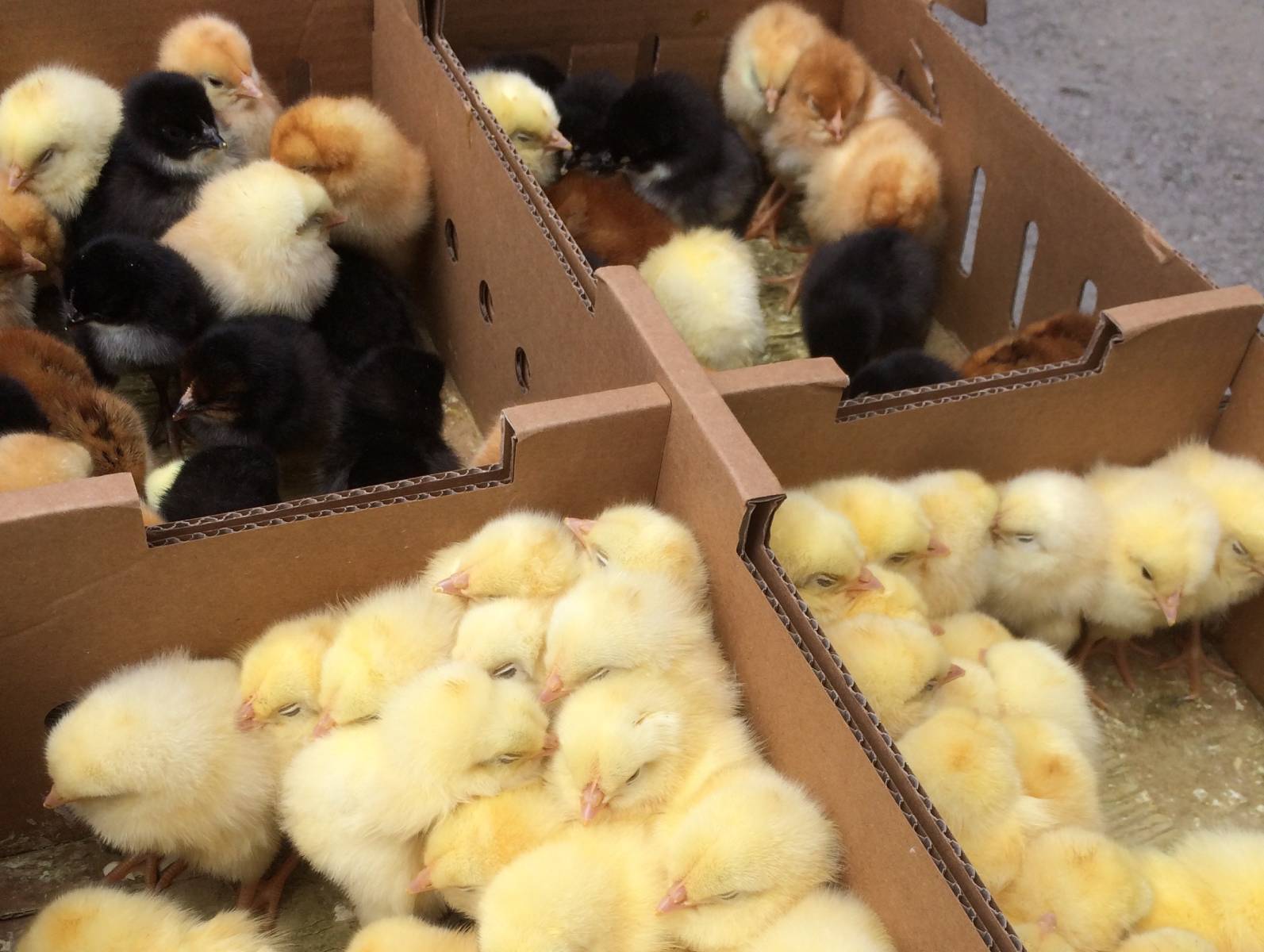 Caring for Chicks from the Hatchery to Home – Videos – Mother Earth News